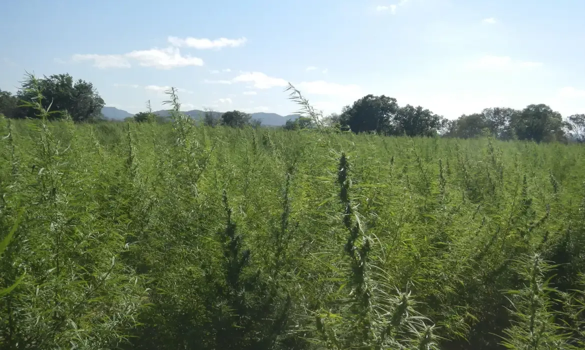 Falta de regulamentação da cannabis é omissão dolosa, diz especialista ...